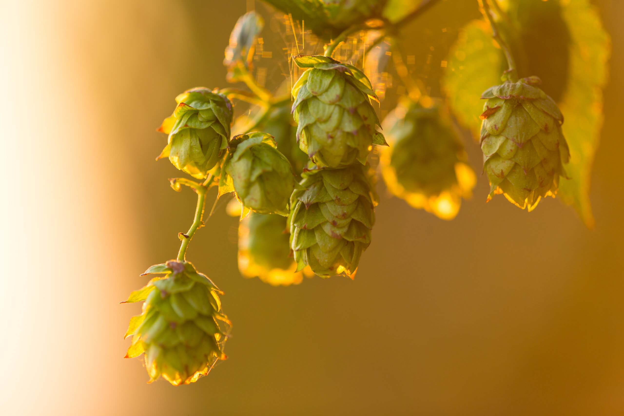 Sunbeam Hops: Lighting Up Your Beer With the Perfect Style Match ...