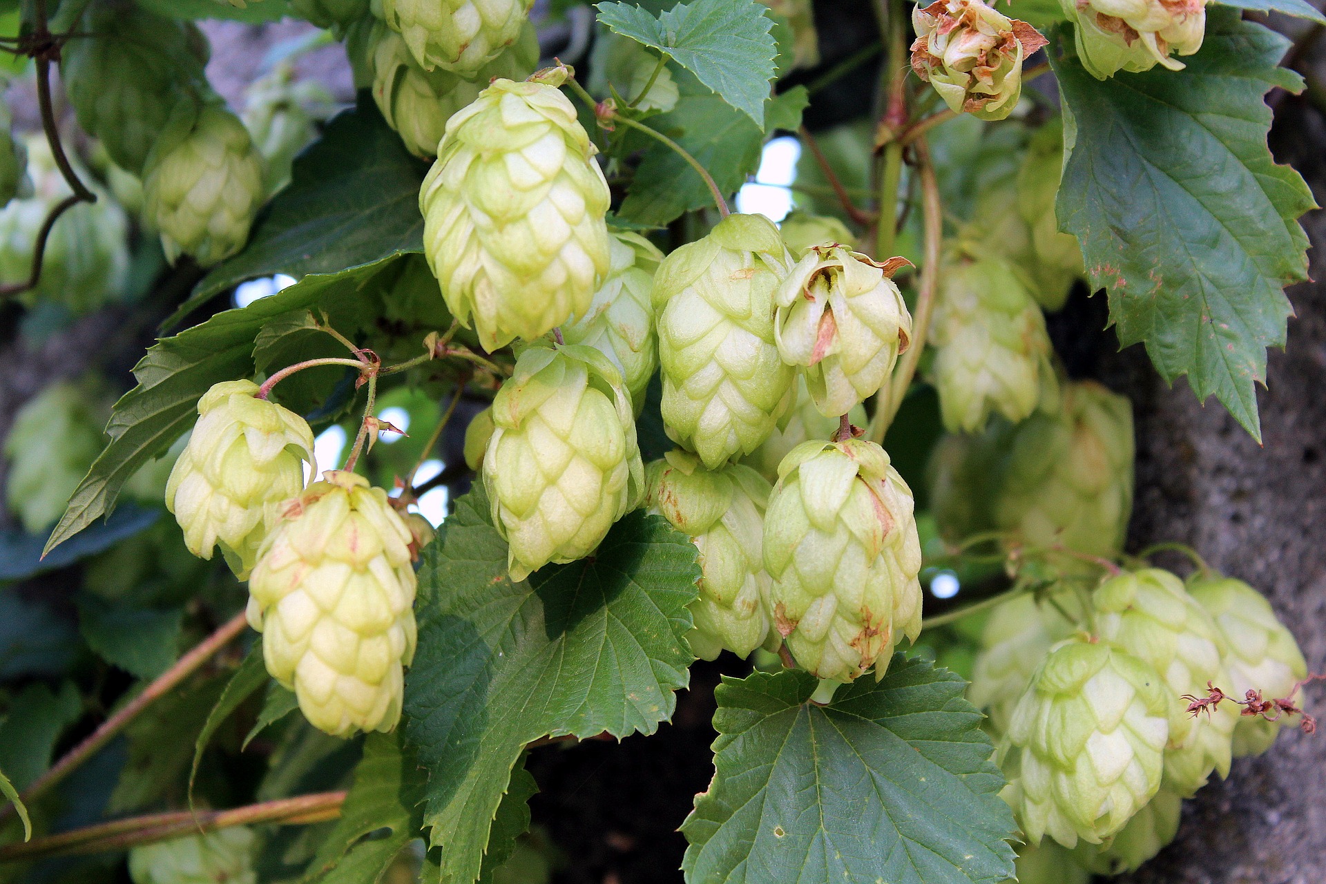 Styrian Gold Hops: Unveiling the Perfect Beer Style Match – Hopsmatcher