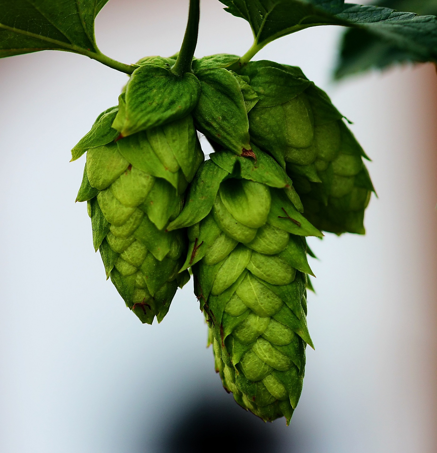 Lemondrop Hops: Picking the Perfect Beer Style for a Zesty Twist ...