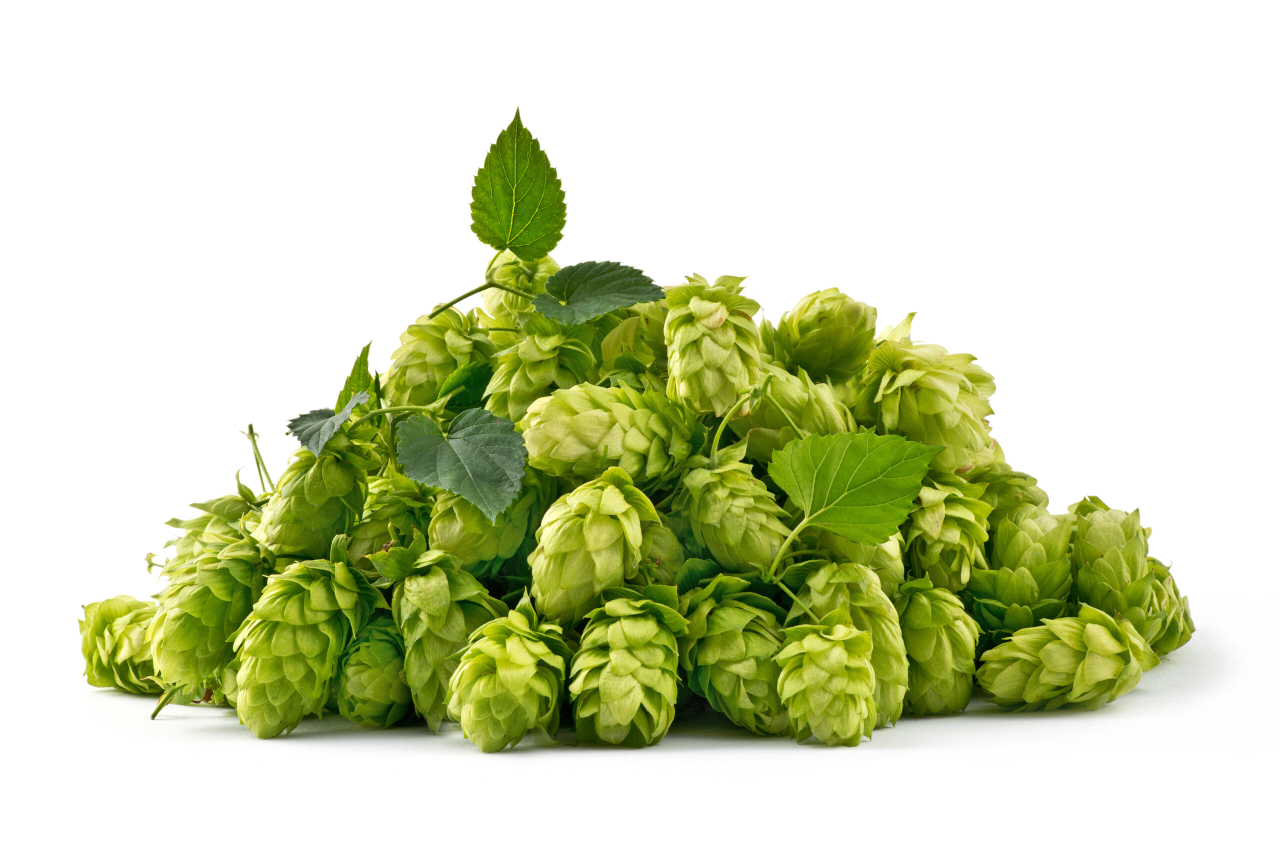 Willamette Hops: the Best Beer Styles for This Aromatic Ace – Hopsmatcher