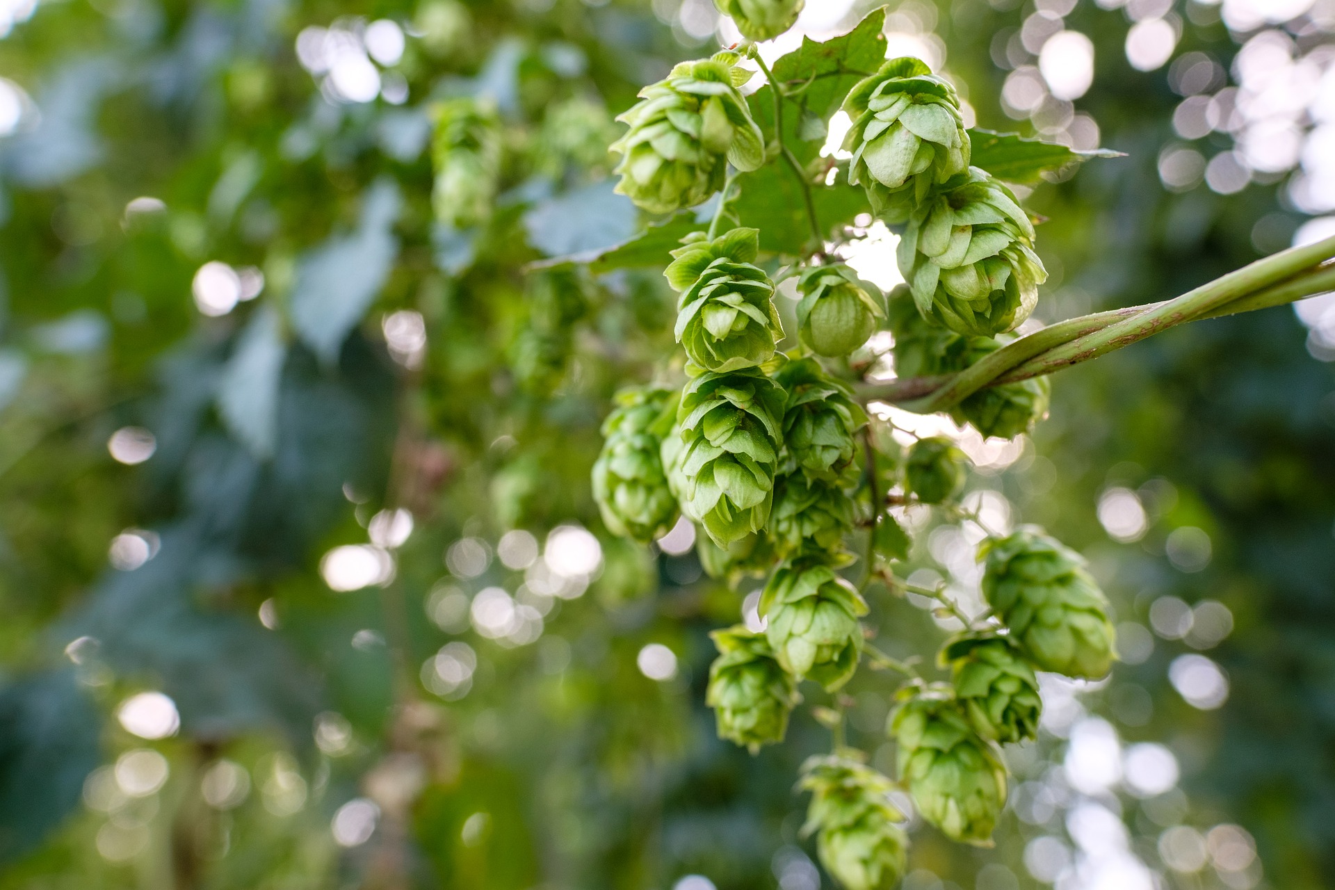 Mount Rainier Hops: the Best Brew Styles for This Peak Performer ...