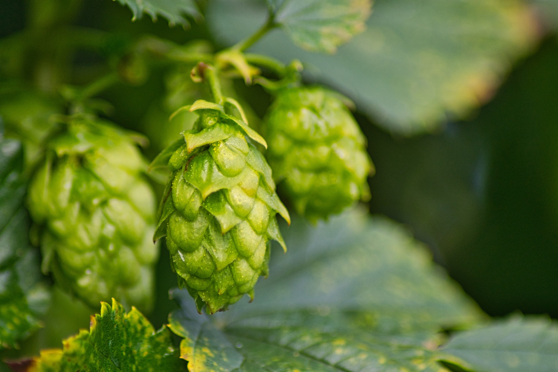 Pahto Hops: The Best Beer Styles for a Bitter Love Affair – Hopsmatcher