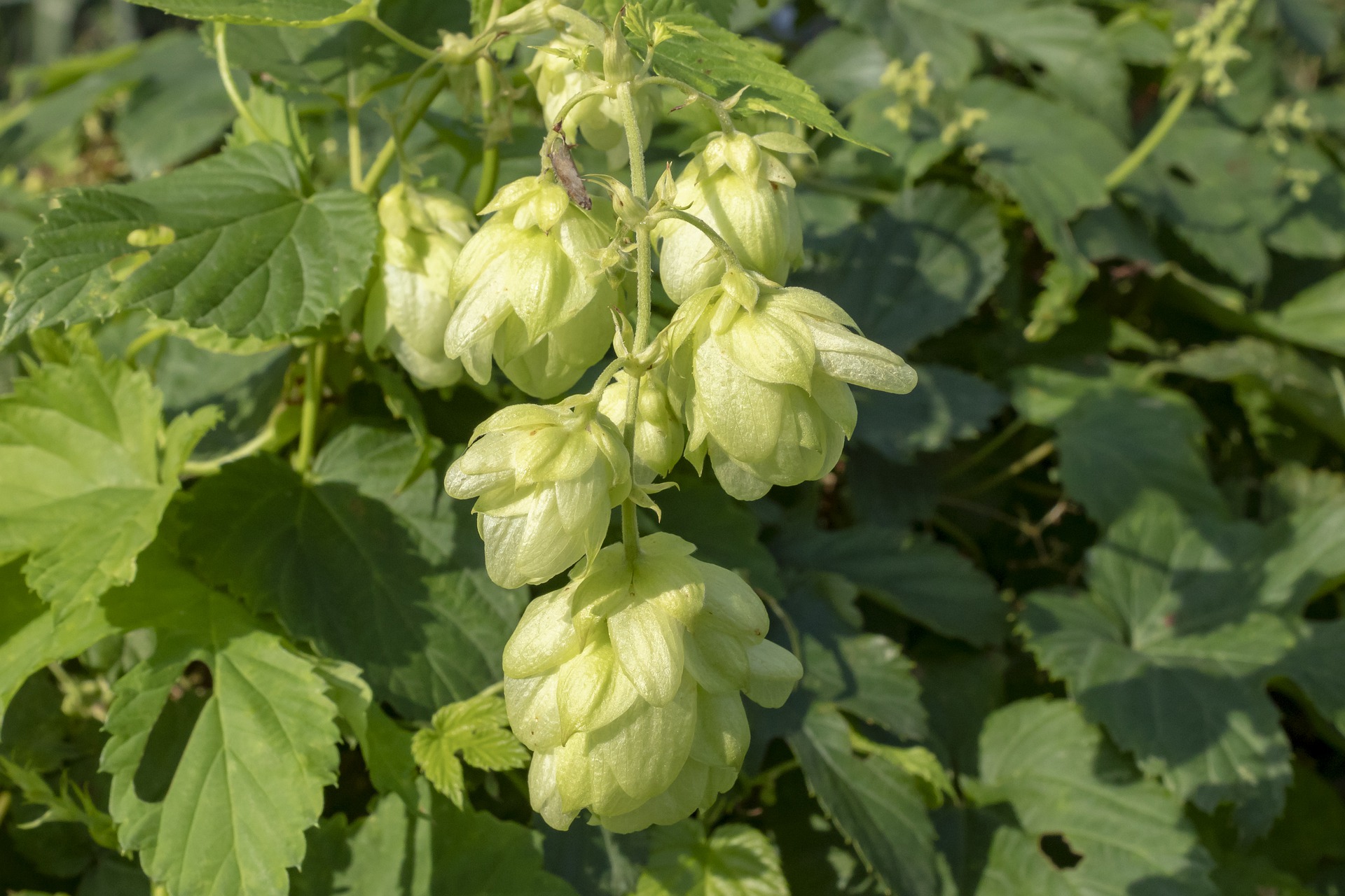 Gargoyle Hops: The Perfect Brew Buddy for Bold Beers – Hopsmatcher