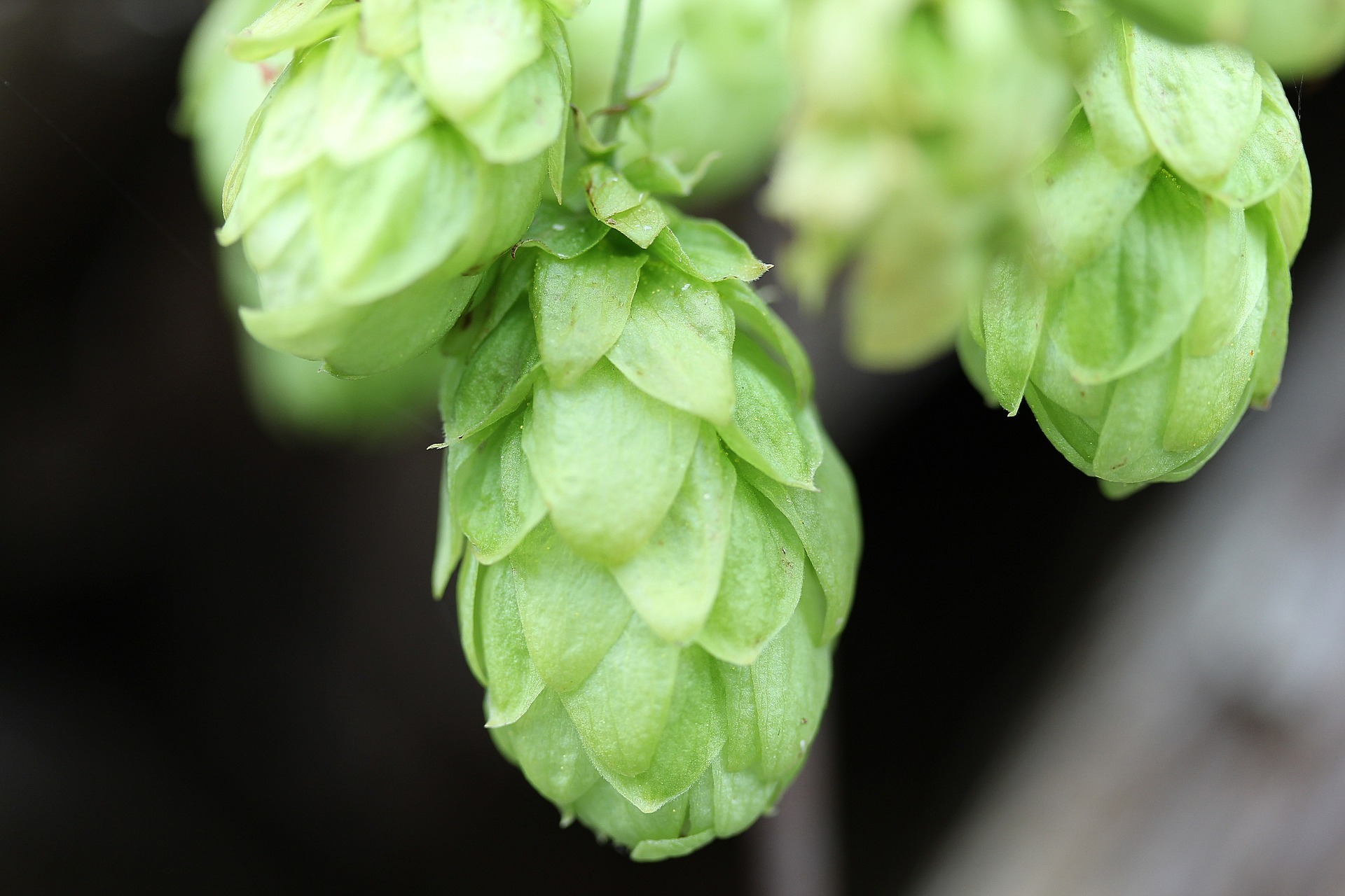 Sladek Hops: The Perfect Beer Styles for This Cheeky Czech Variety ...