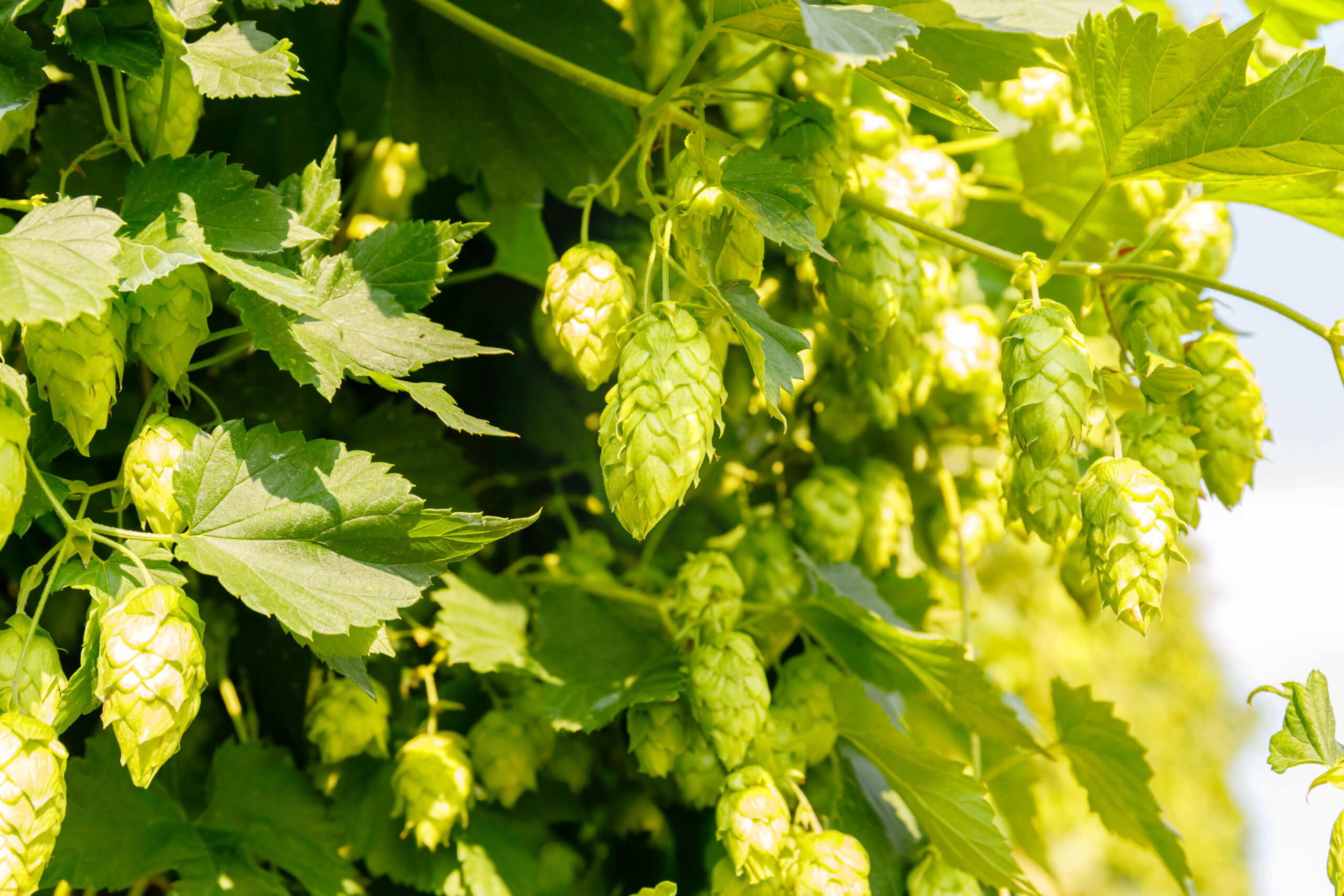 Simcoe Hops: Picking the Perfect Beer Style for This Punchy Plant ...