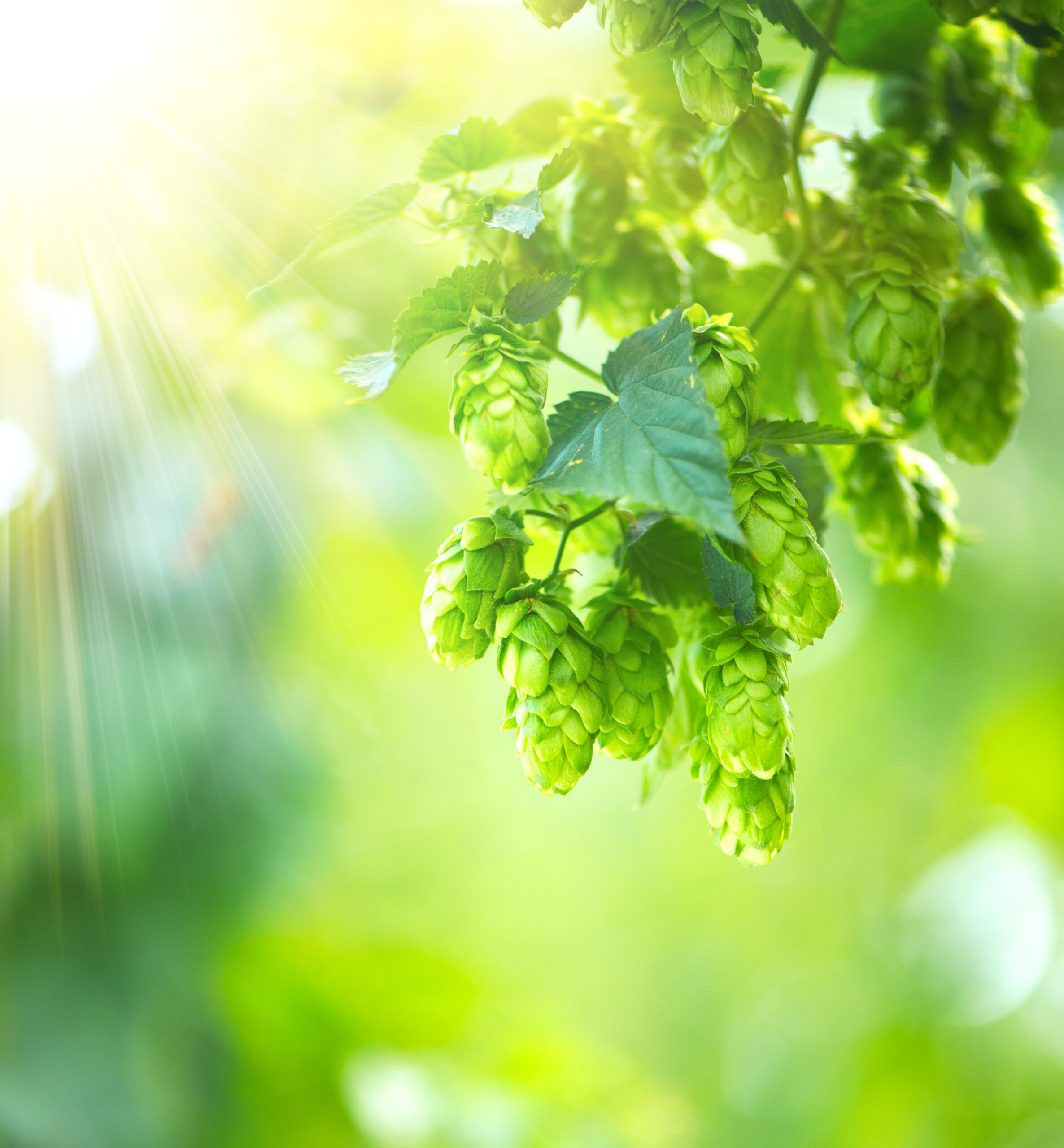 Premiant Hops: The Perfect Beer Styles for This Bohemian Star – Hopsmatcher