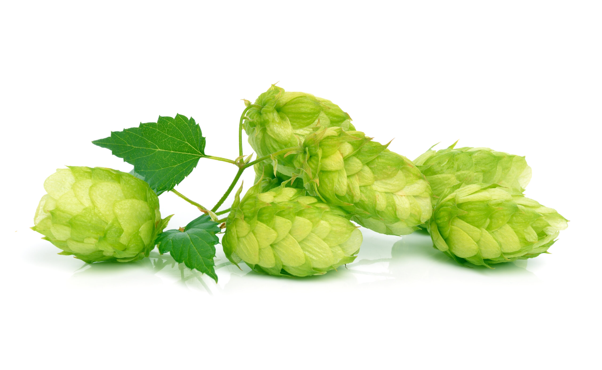 Northern Brewer Hops: The Unsung Hero of Brewing Beers Worth Bragging ...