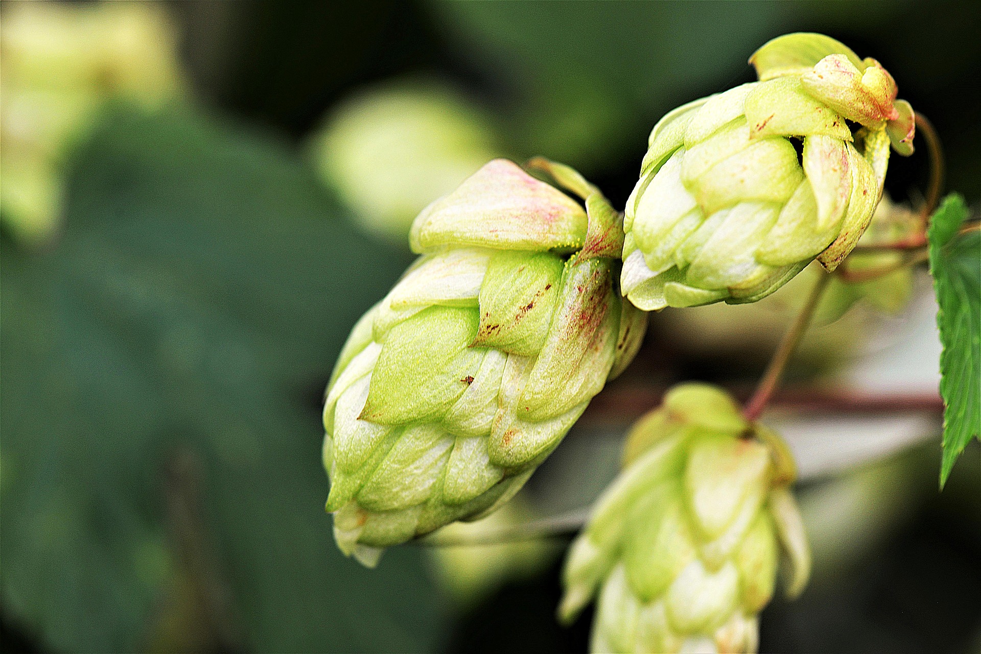 Endeavour Hops: The Secret Sauce for a Perfect Pint – Hopsmatcher