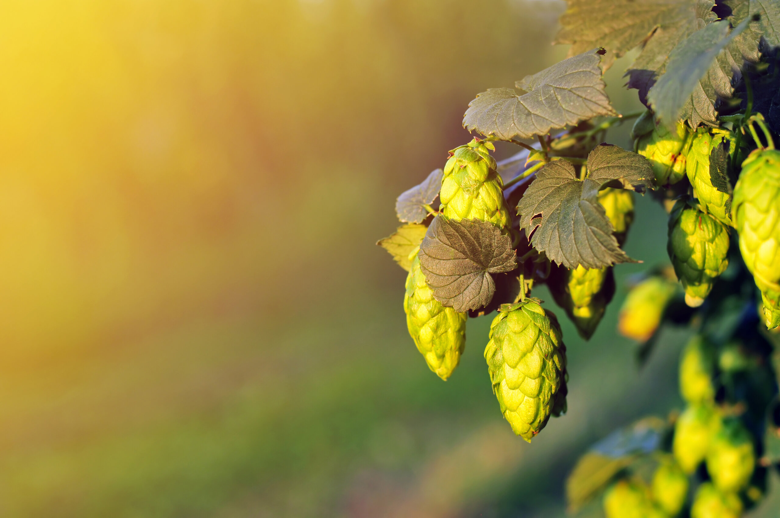 Hersbrücker Hops Hijinks: the Best Beer Styles for This Aromatic Ace ...