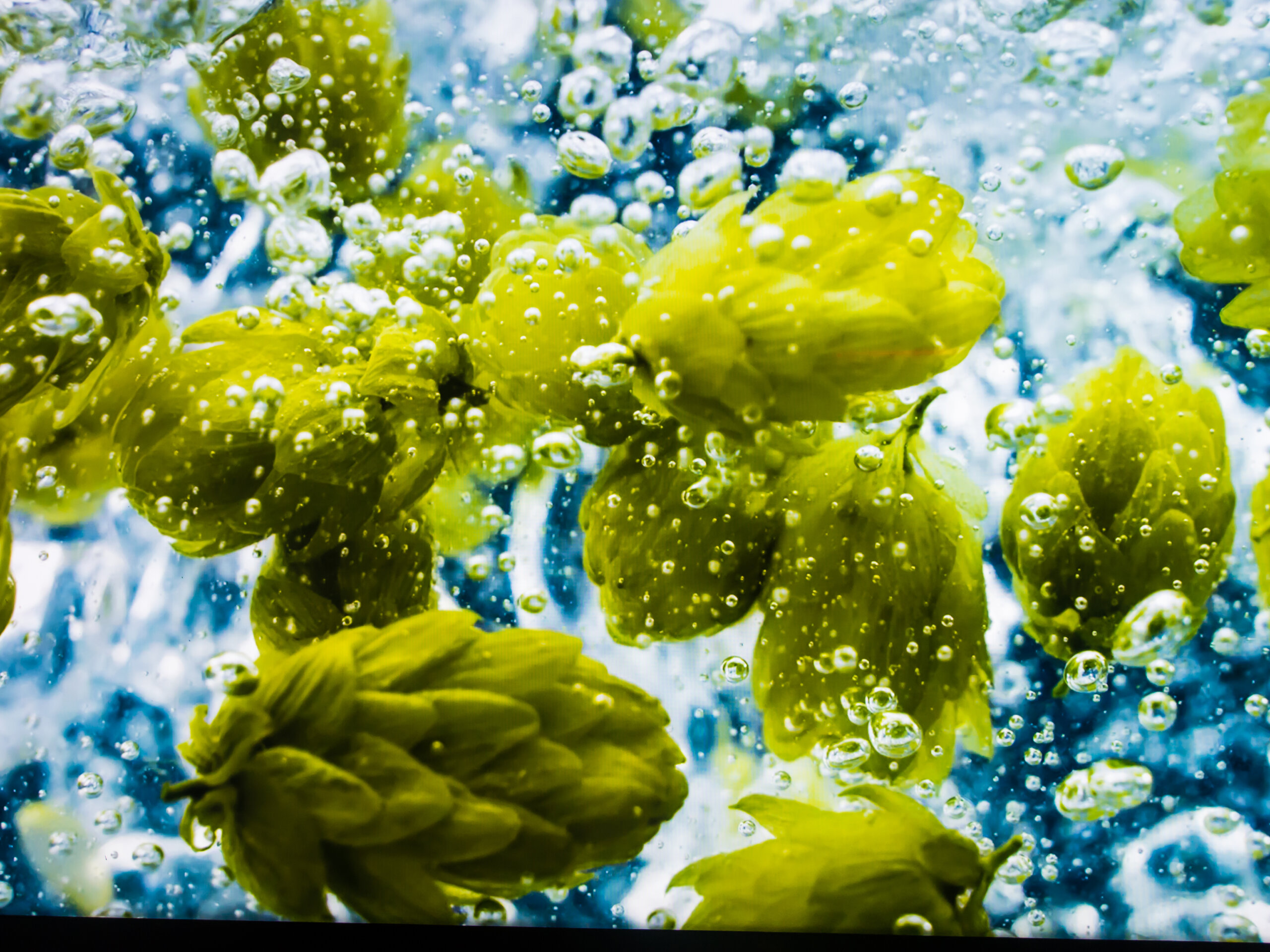 Beer Glossary - Wet Hopping: A Splash of Brewing Lingo – Hopsmatcher