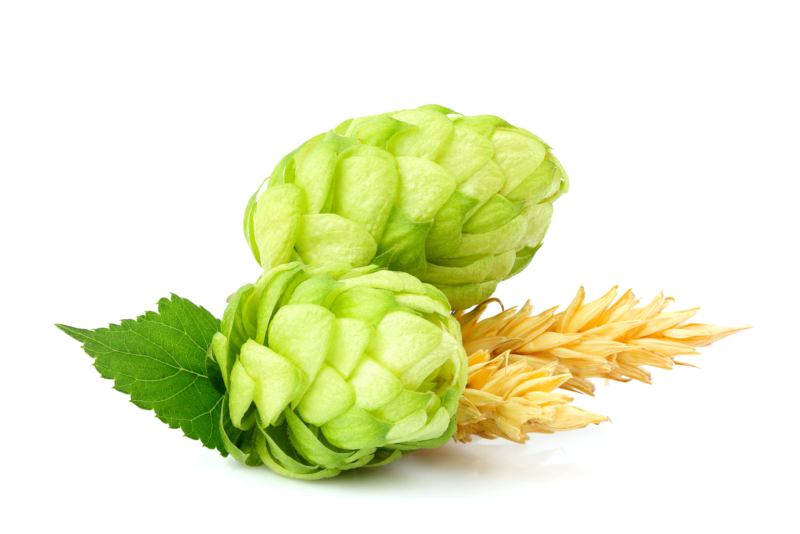 Southern Star Hop Shenanigans: Brewing the Best Beers for Stellar Sip ...