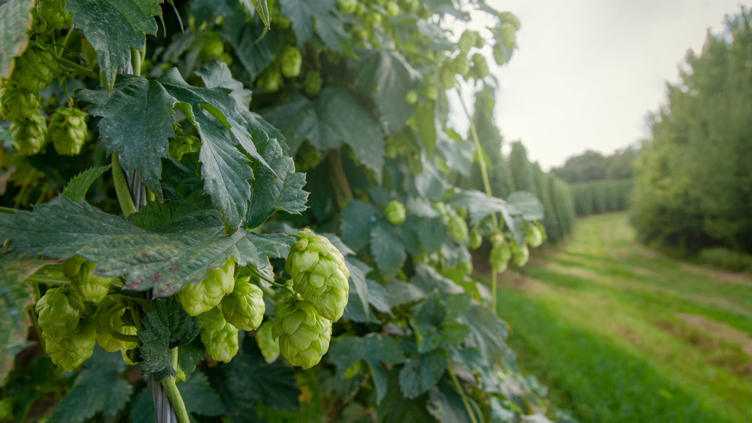 Hallertauer Tradition Hops: The Soul of Your Favorite Beers Revealed ...