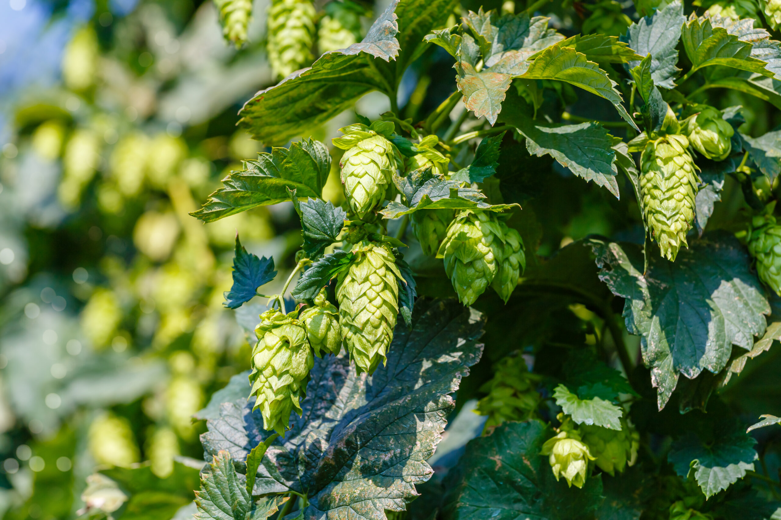 Pride of Ringwood: Hop-tastic Brews for Aussie Booze Enthusiasts ...