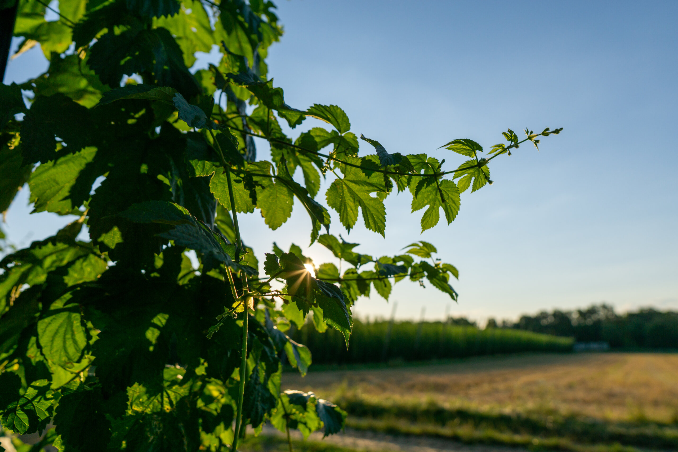 Hops Glossary - Wild Hops: Nature's Unruly Beer Rebels – Hopsmatcher