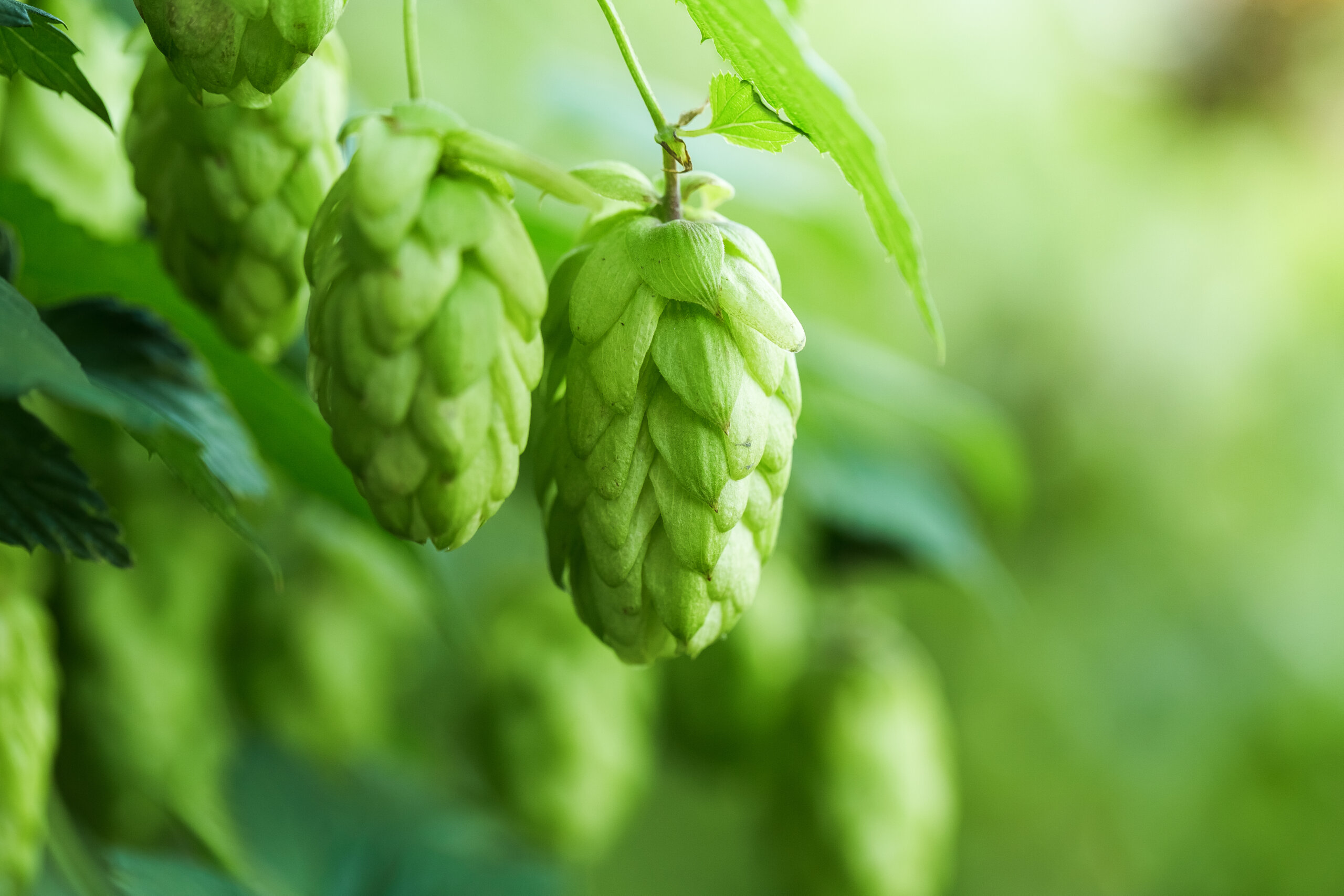 Styrian Wolf Hops: Big Bad Brew-ty Secret for Beer's Happily Ever After ...