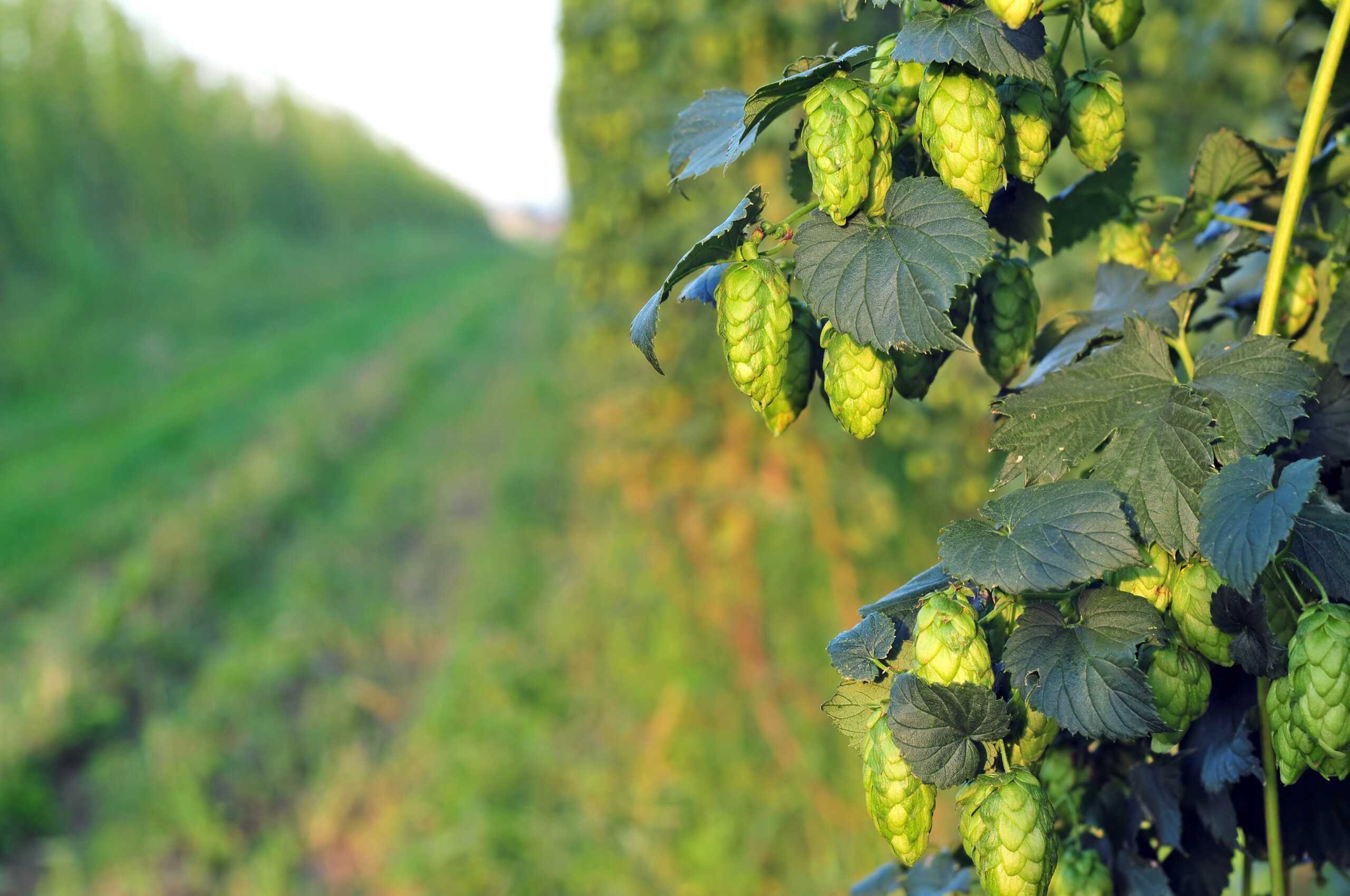 Hops Glossary - Varietal Development: Brewing Up with Fancy Plants ...