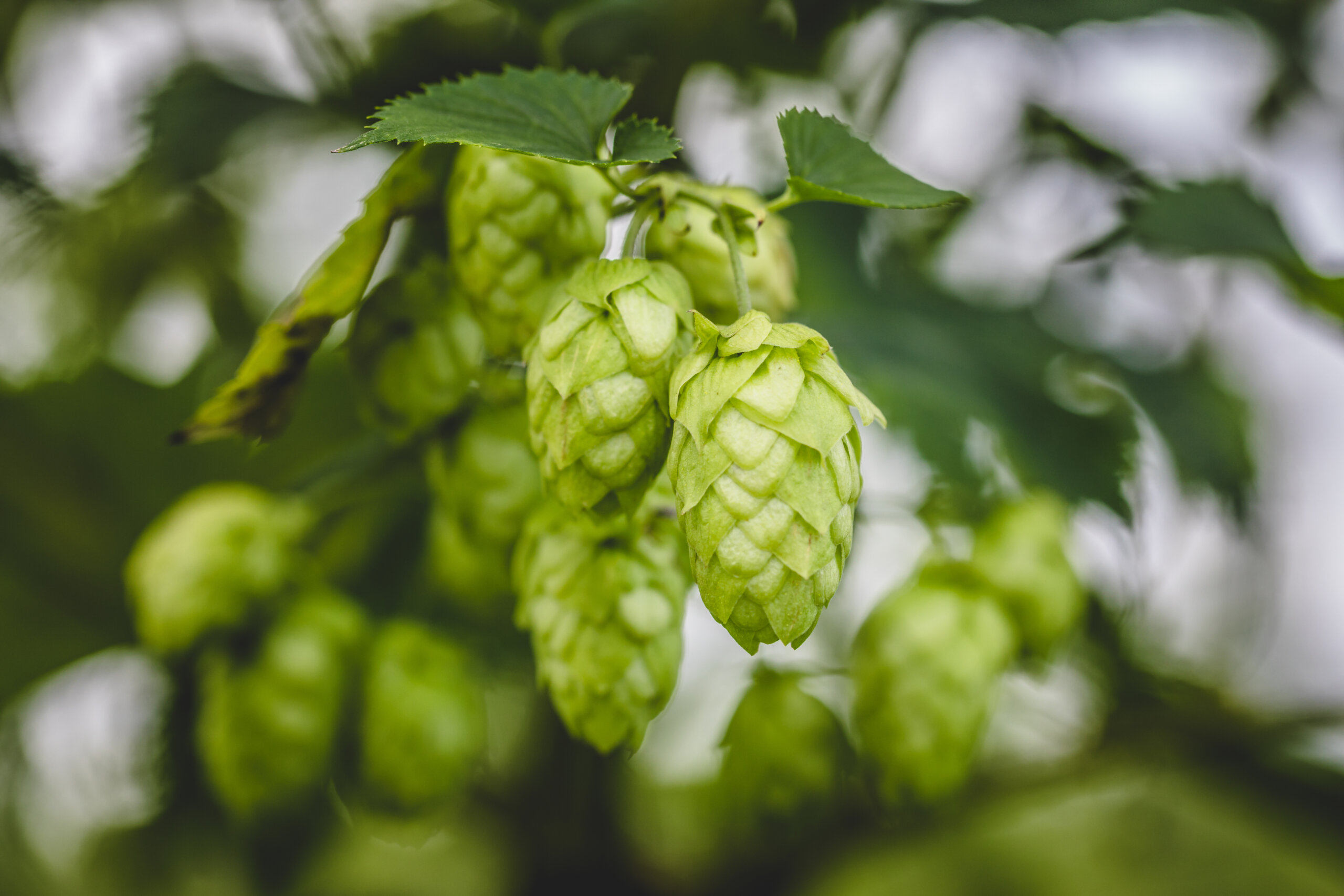 Saphir Hops and Best Styles: Unleashing the Zesty Chaos in Your Brew ...