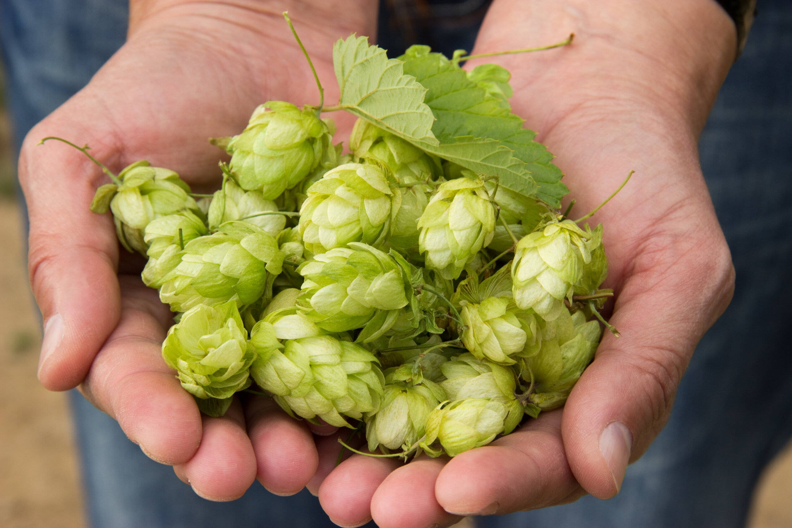 Spalter Select Hops: Tiny Cones That Make Beer Snobs Giggle – Hopsmatcher