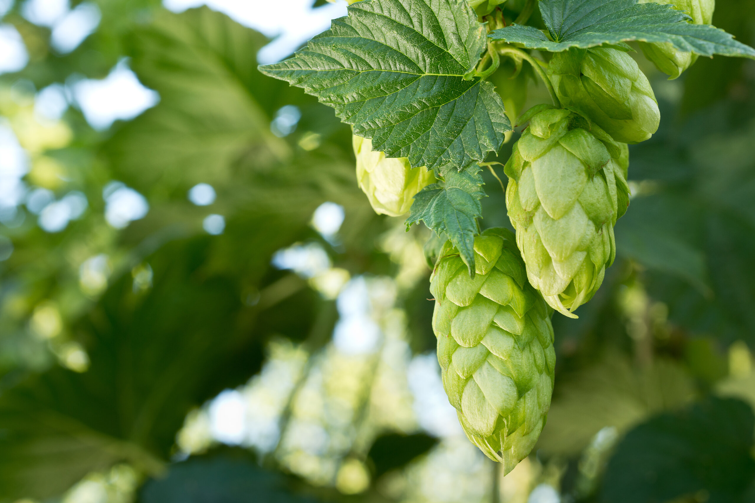 Strisselspalt Hops: A Hoppy Love Story for Fancy Brewers – Hopsmatcher