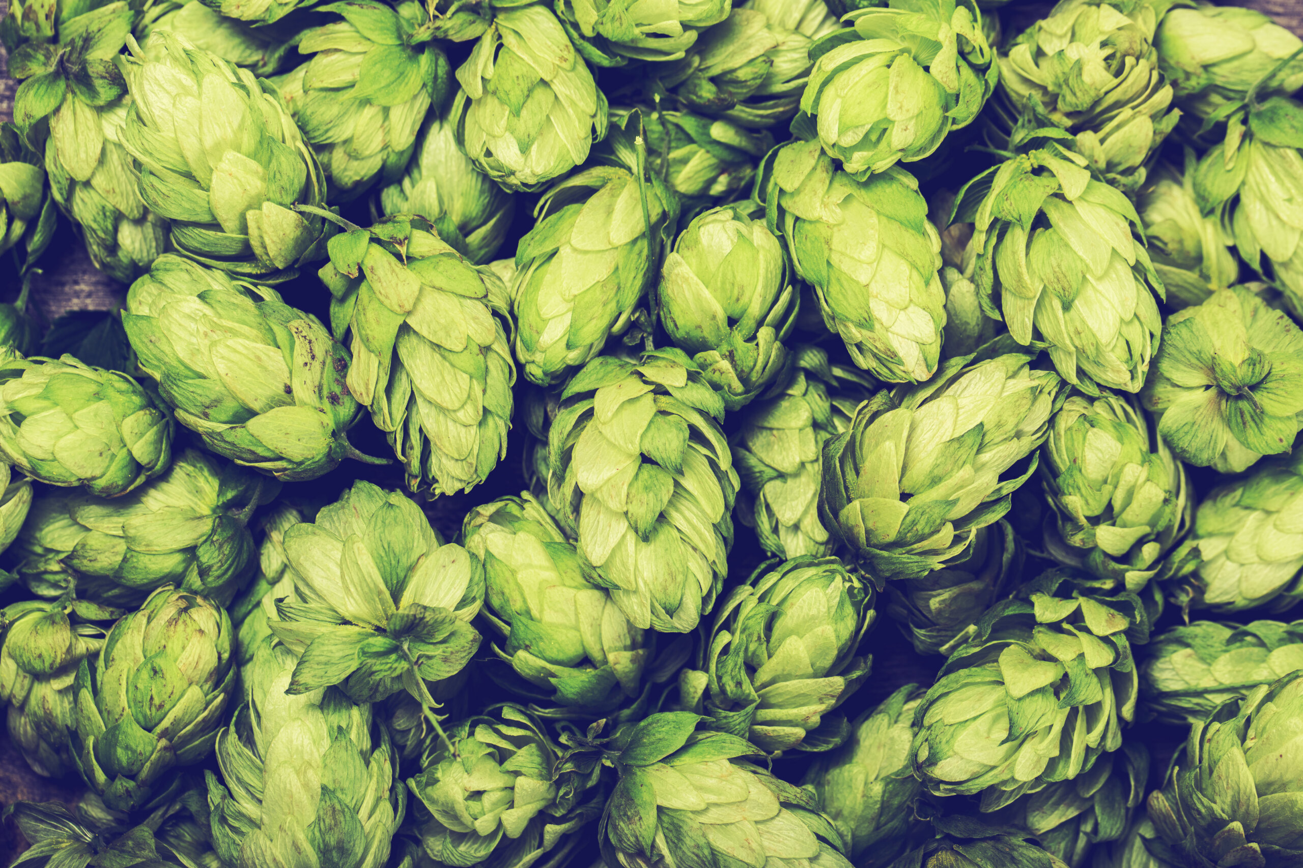 Columbia Hops: Hop-timizing Your Brew-tiful Creations – Hopsmatcher