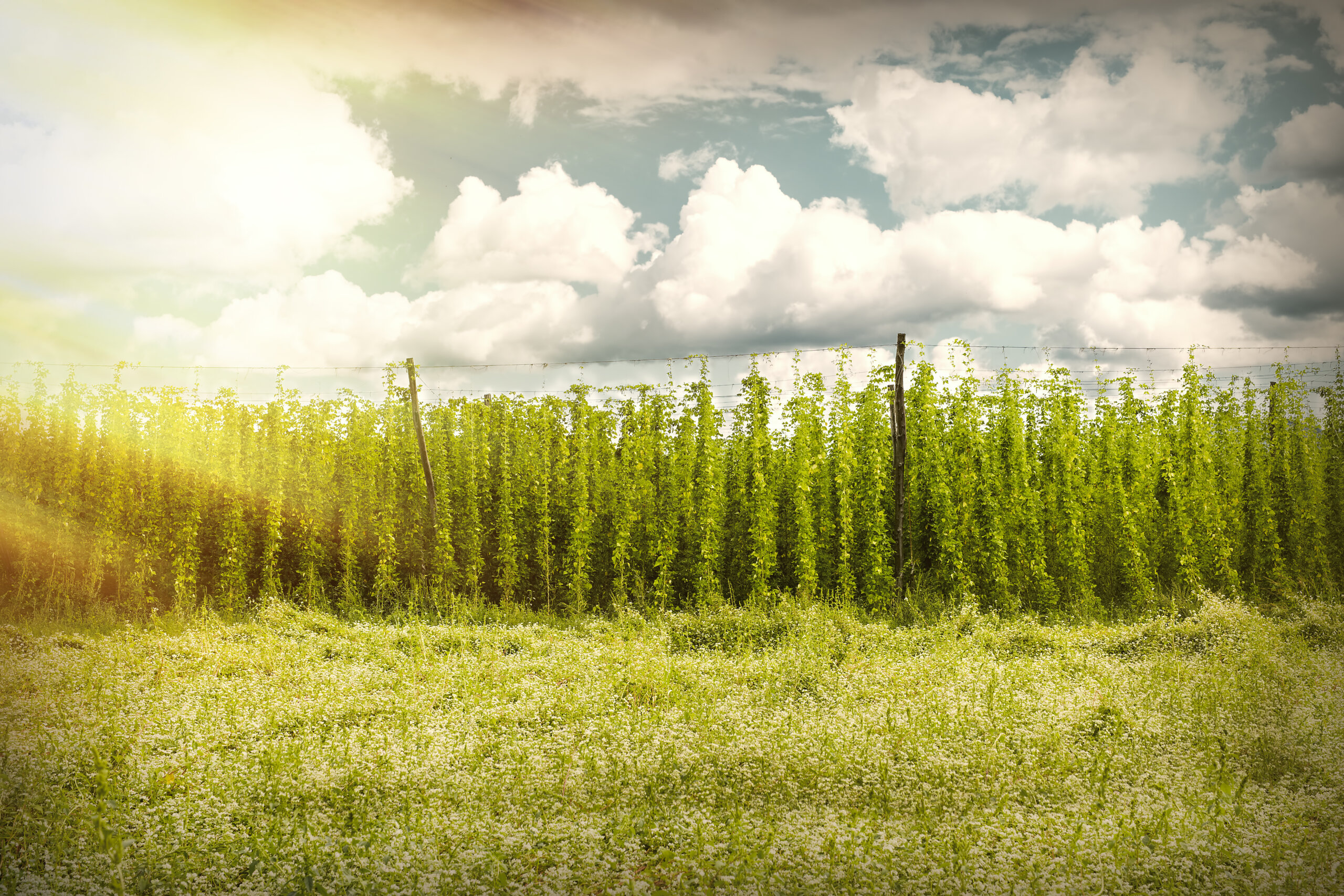 Hops Glossary - Zones: Globe-Trotting Guide to Green Gold – Hopsmatcher