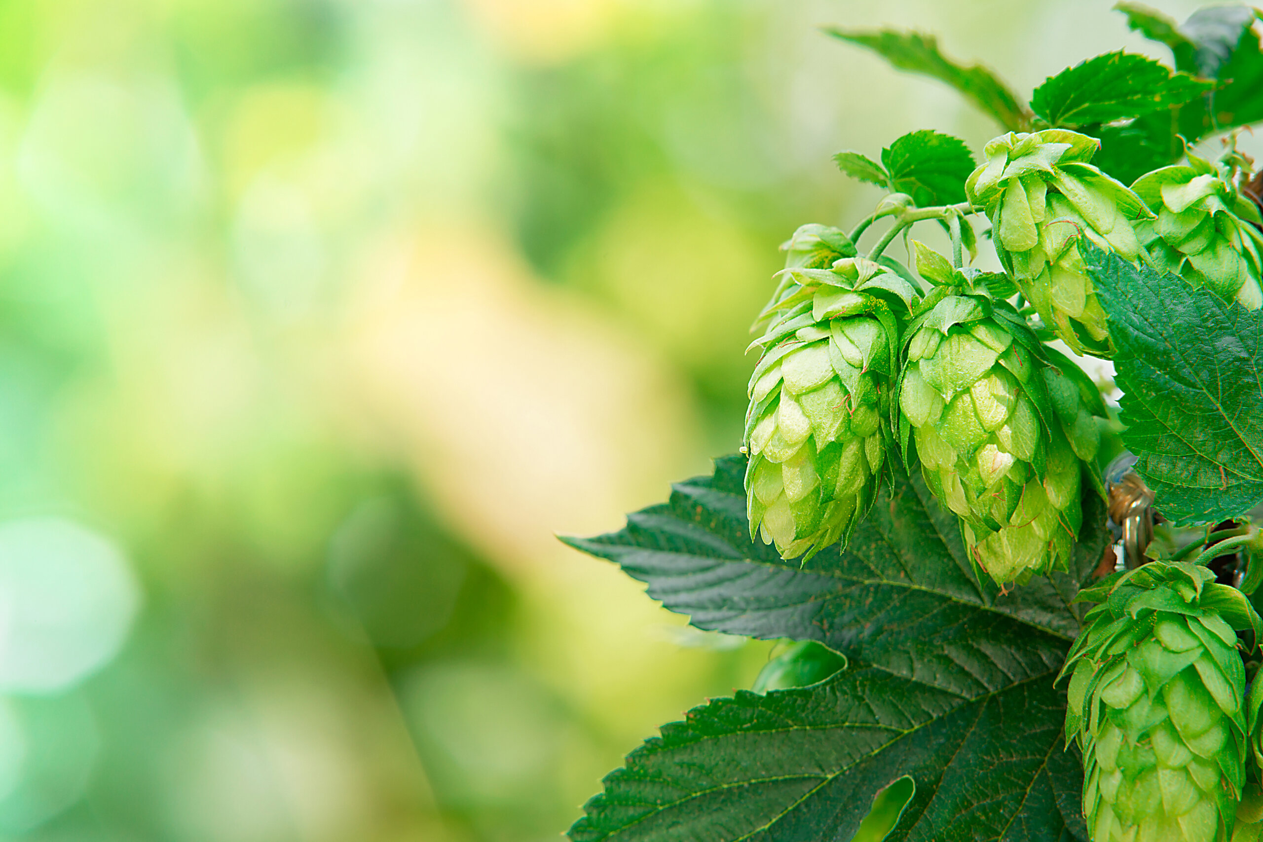 Perle Hops and Best Styles: The Hero of Your Brew's Flavor Fiesta ...