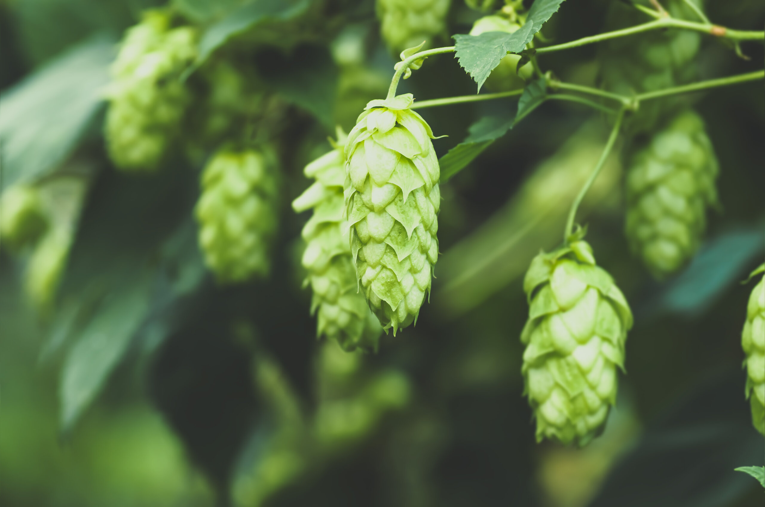 Nelson Sauvin Hops: Grape Expectations in Your Brew – Hopsmatcher