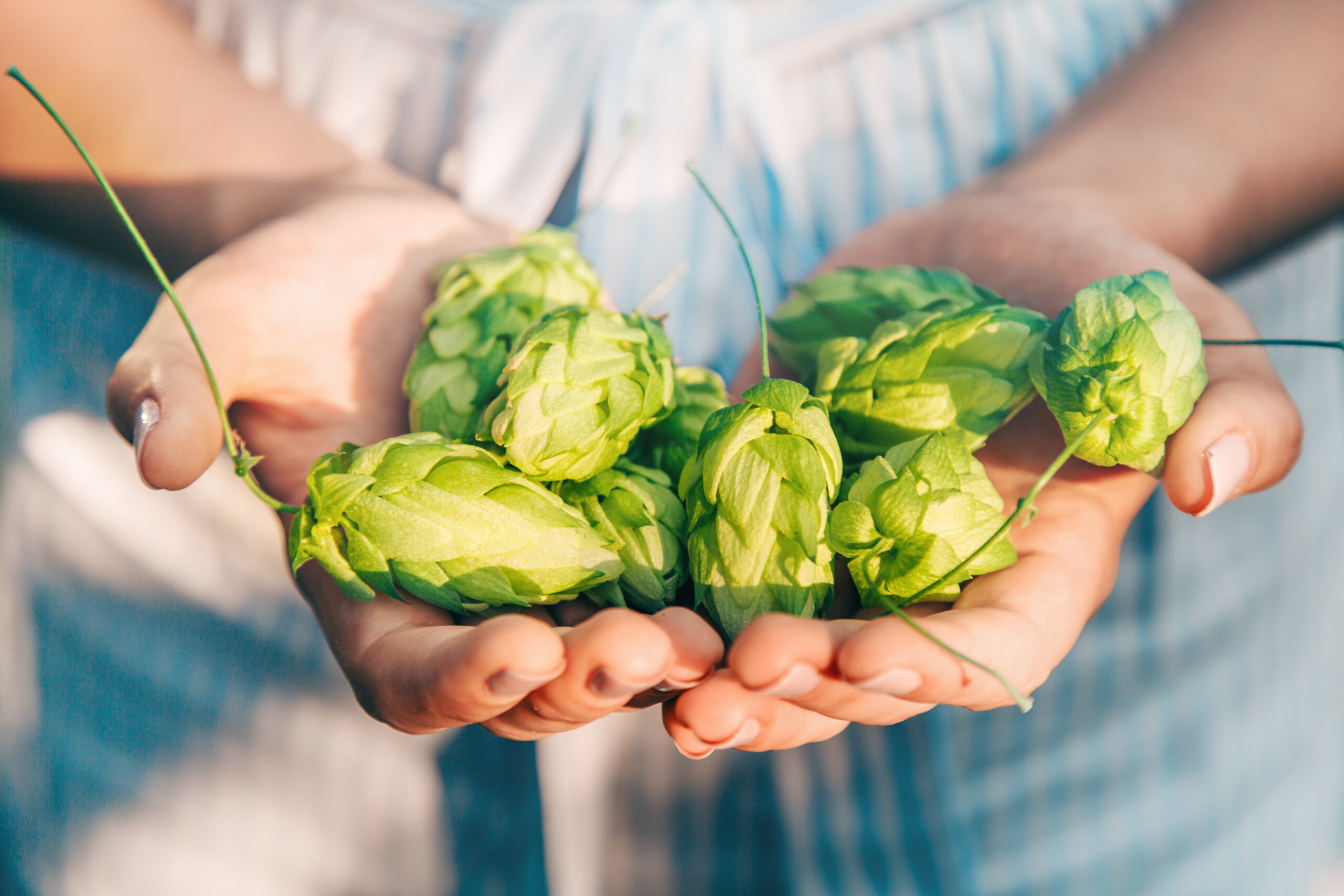 Health Benefits and Properties of Hops: Nature's Gift for Your Body ...