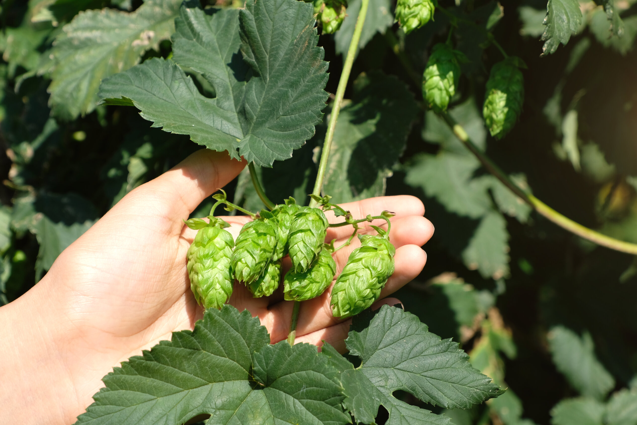 Comet Hops: A Stellar Journey Through Hoppy Space Brews – Hopsmatcher