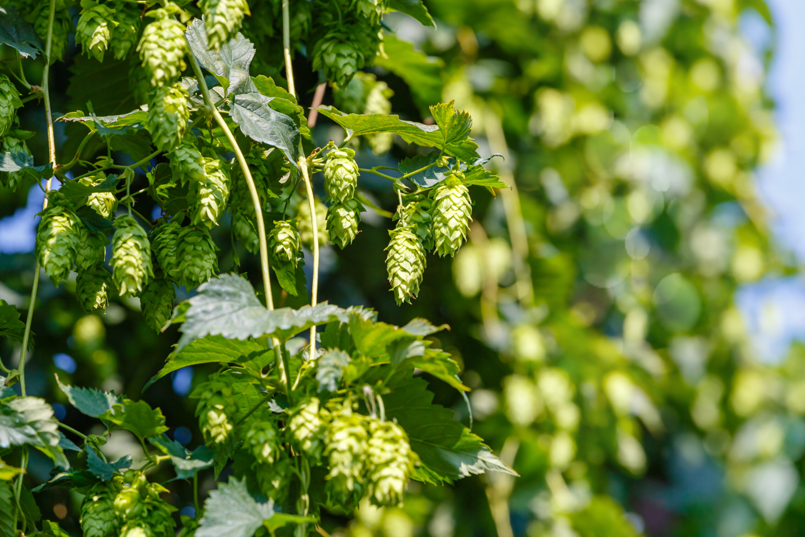 Warrior Hops and Best Beer Styles: Bitter Battles in Your Brew ...