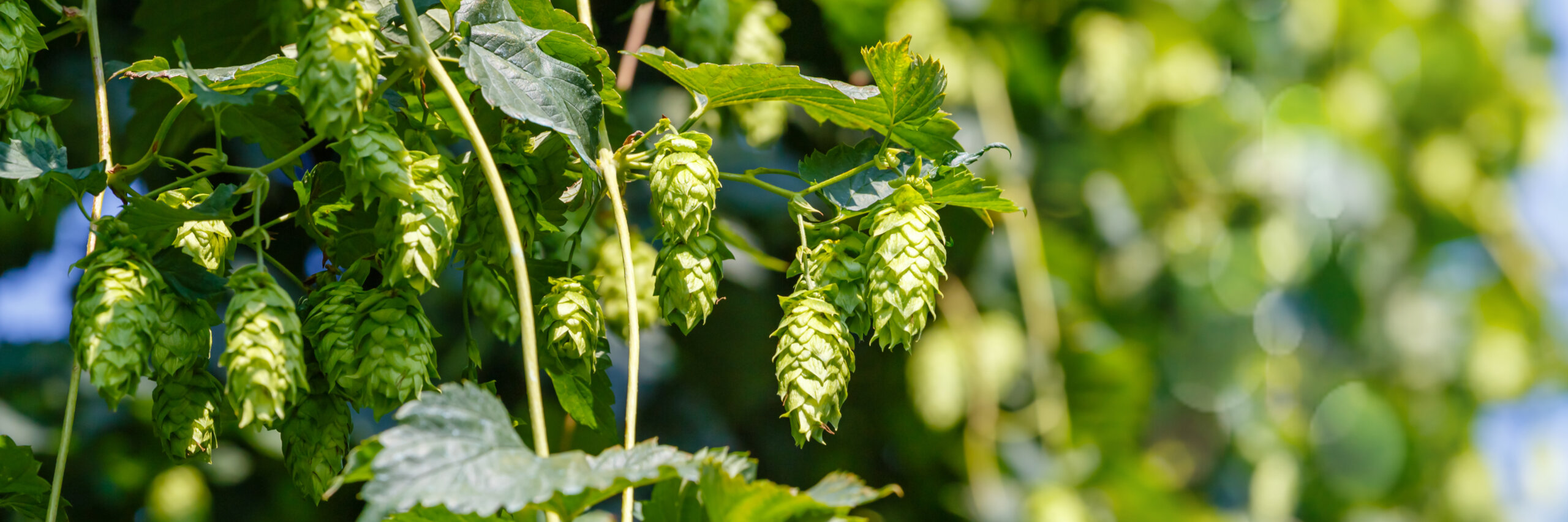 Mosaic Hops: A Hoppy-ful Adventure for Your Taste Buds – Hopsmatcher