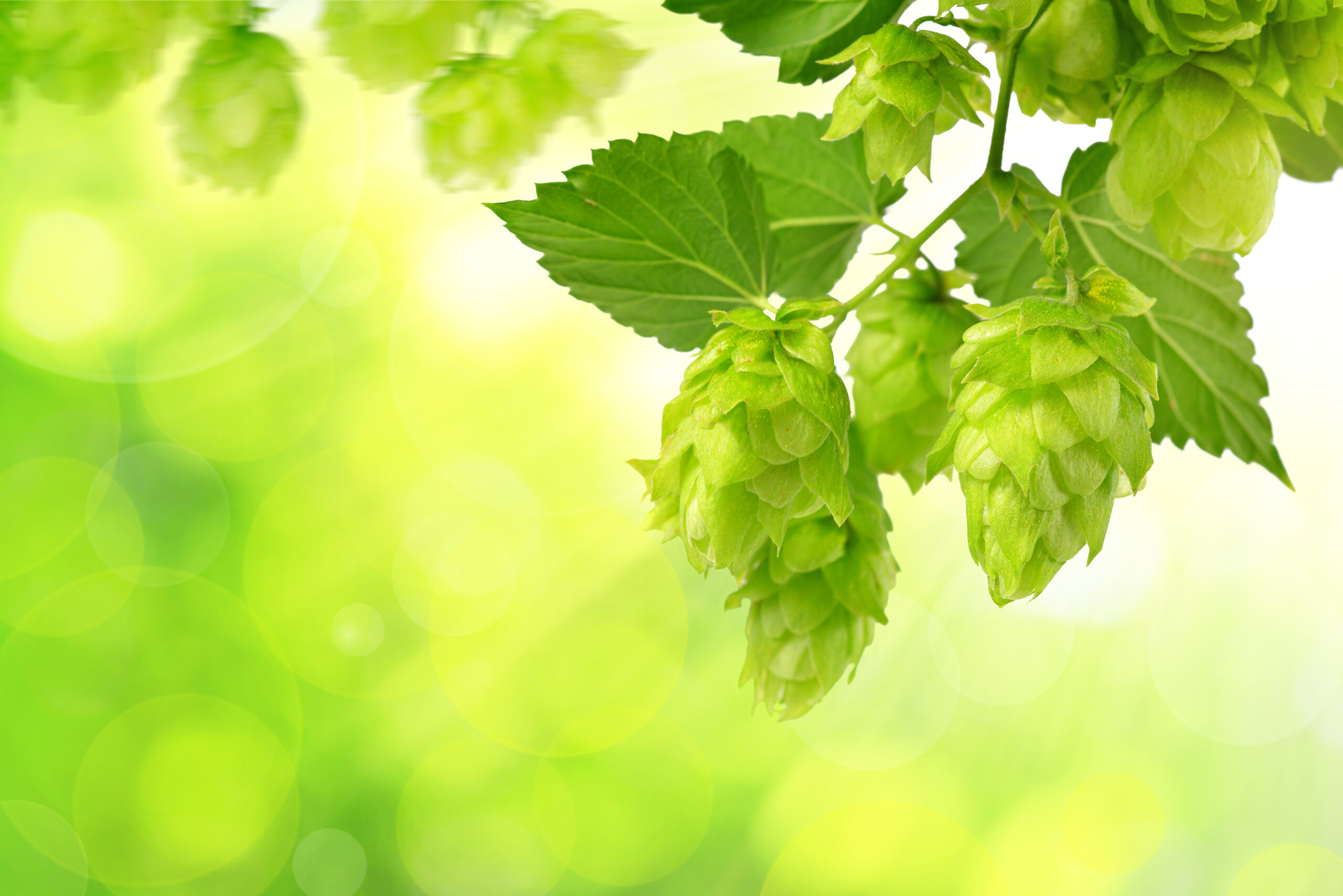 Vanguard Hops: A Hoppy Adventure for Your Taste Buds – Hopsmatcher