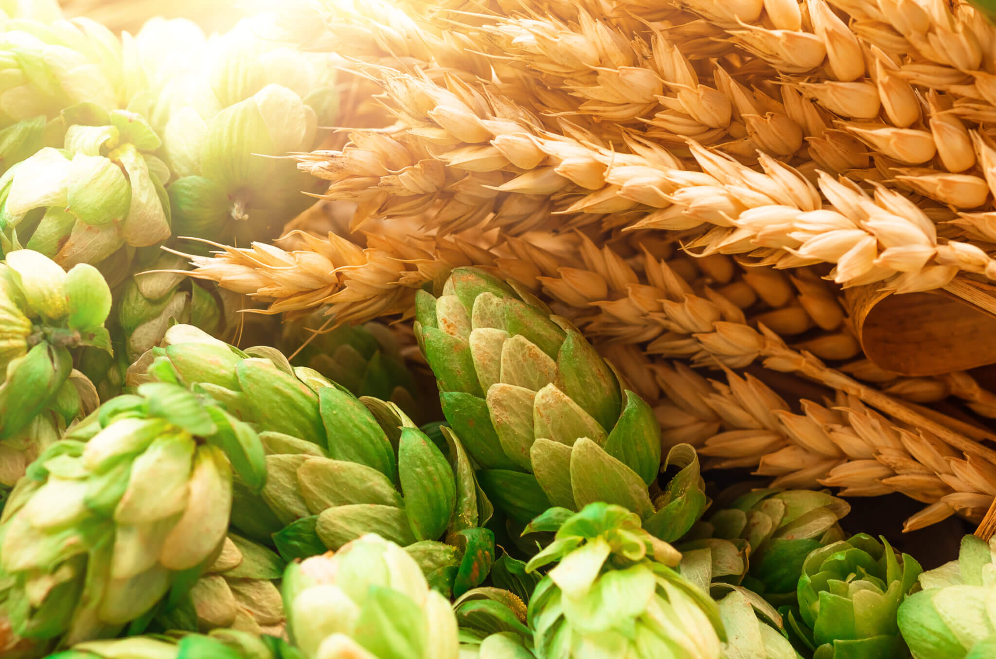 Hefeweizen and Hops for Wheat Wizards: Brewmaster's Guide – Hopsmatcher