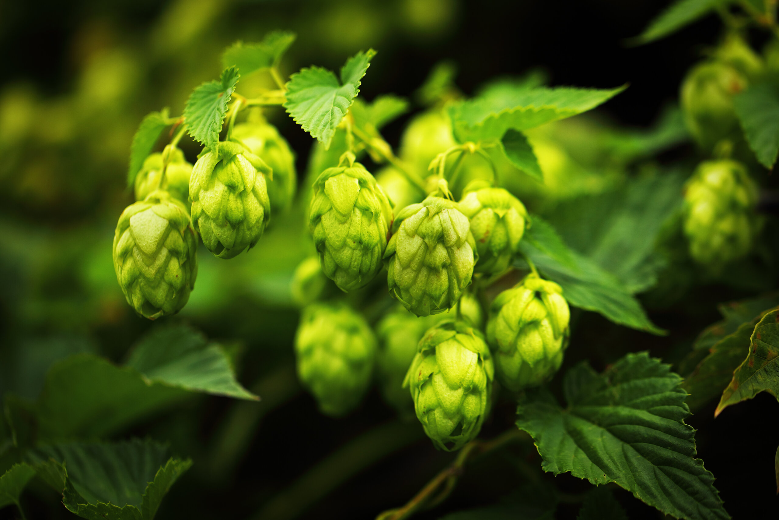 Noble Aroma in Hop Varieties: Sniffing Our Way to Beer Bliss – Hopsmatcher