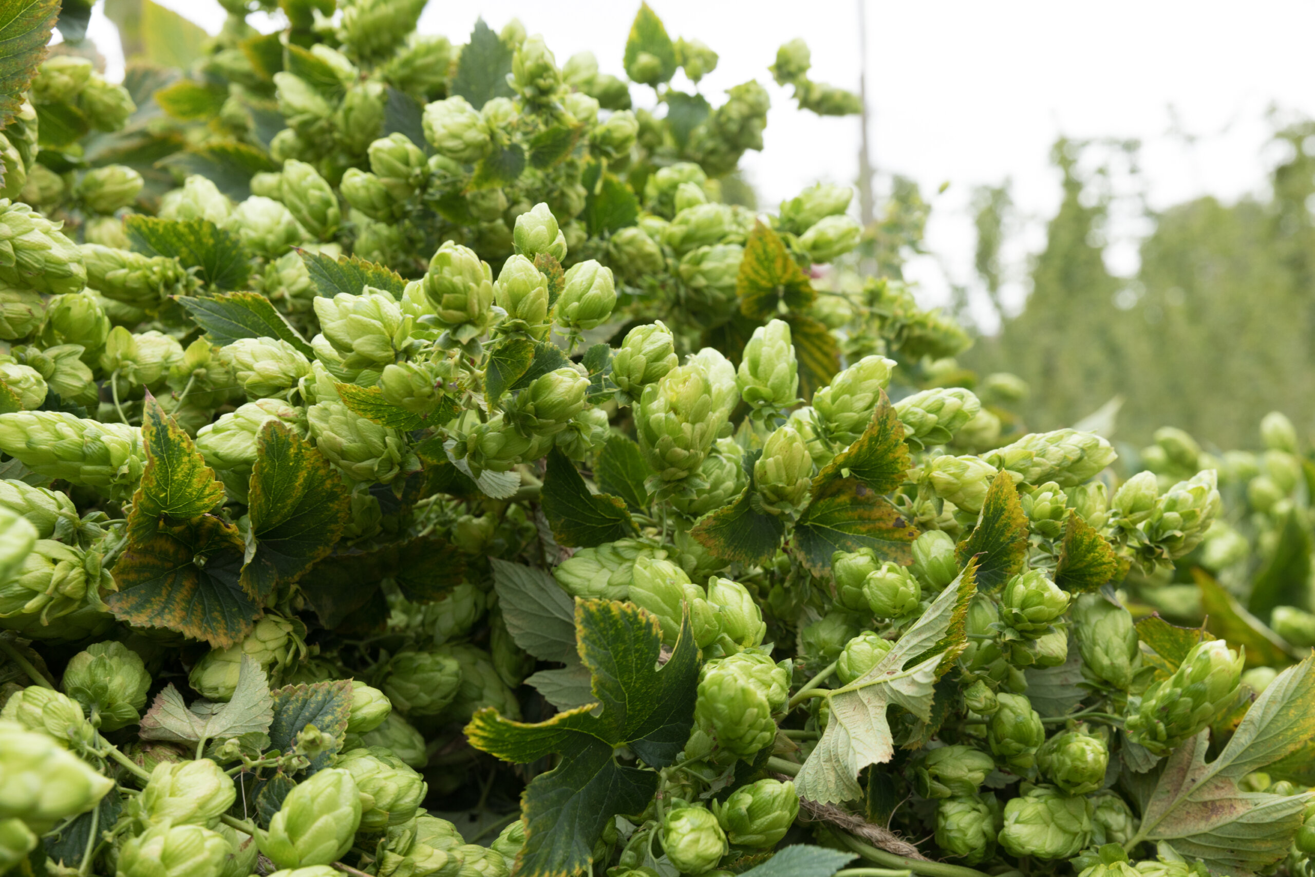 Black Currant Aroma in Hops: Sniffing Out Nature's Beer Mystique ...