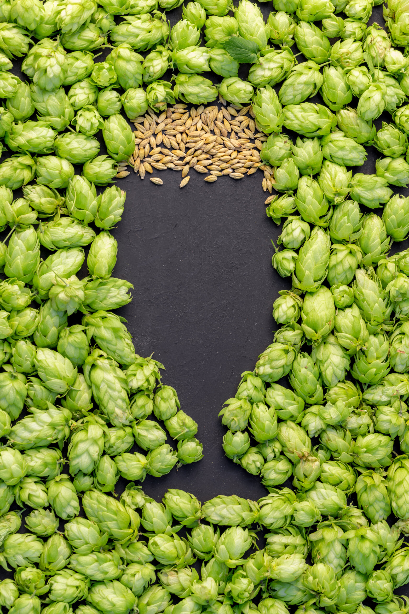Black Tea Aroma in Hops: When Your Beer Becomes a Cuppa – Hopsmatcher