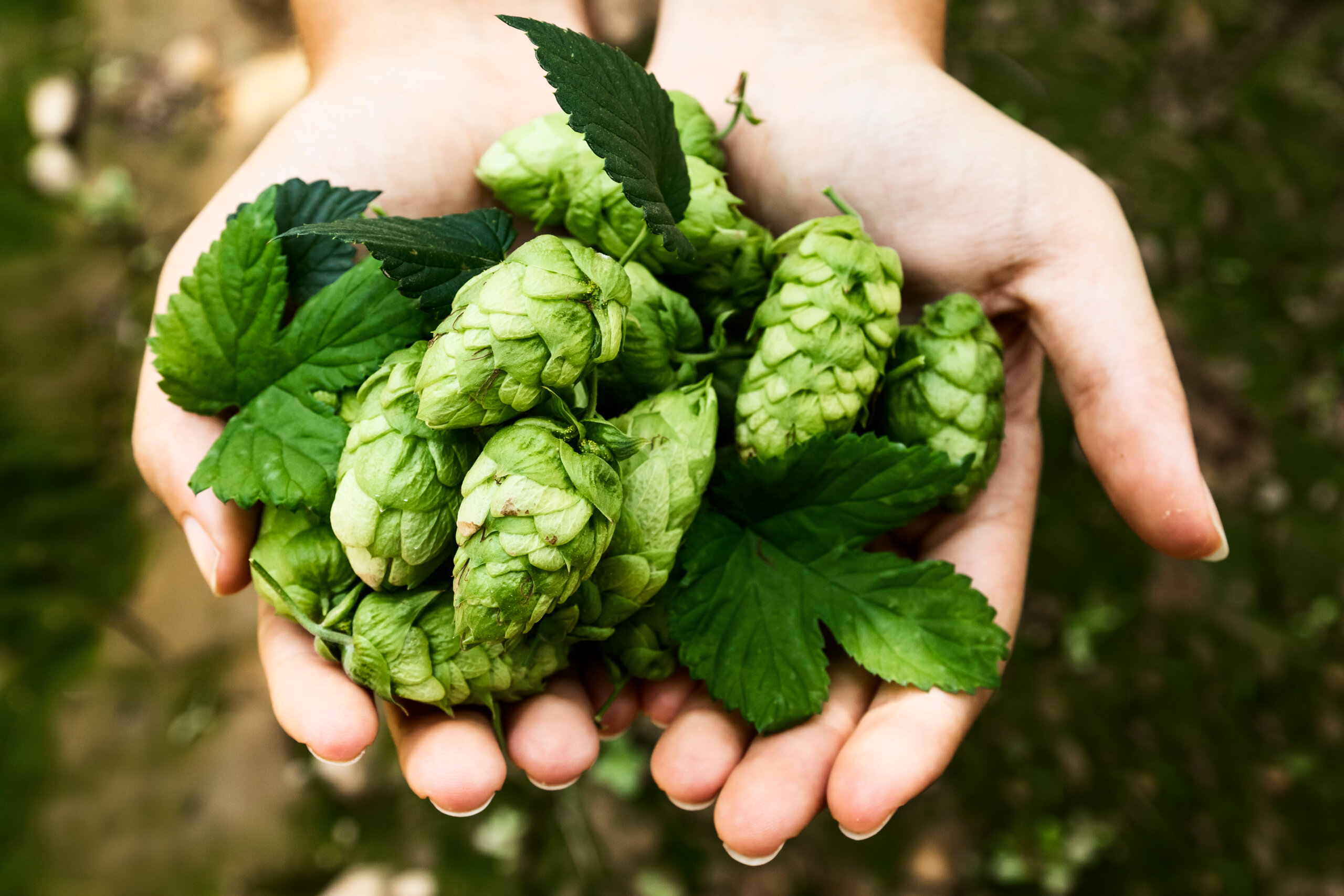 Green Aroma in Hop Varieties: Making Best use of Beer's Vegie – Hopsmatcher