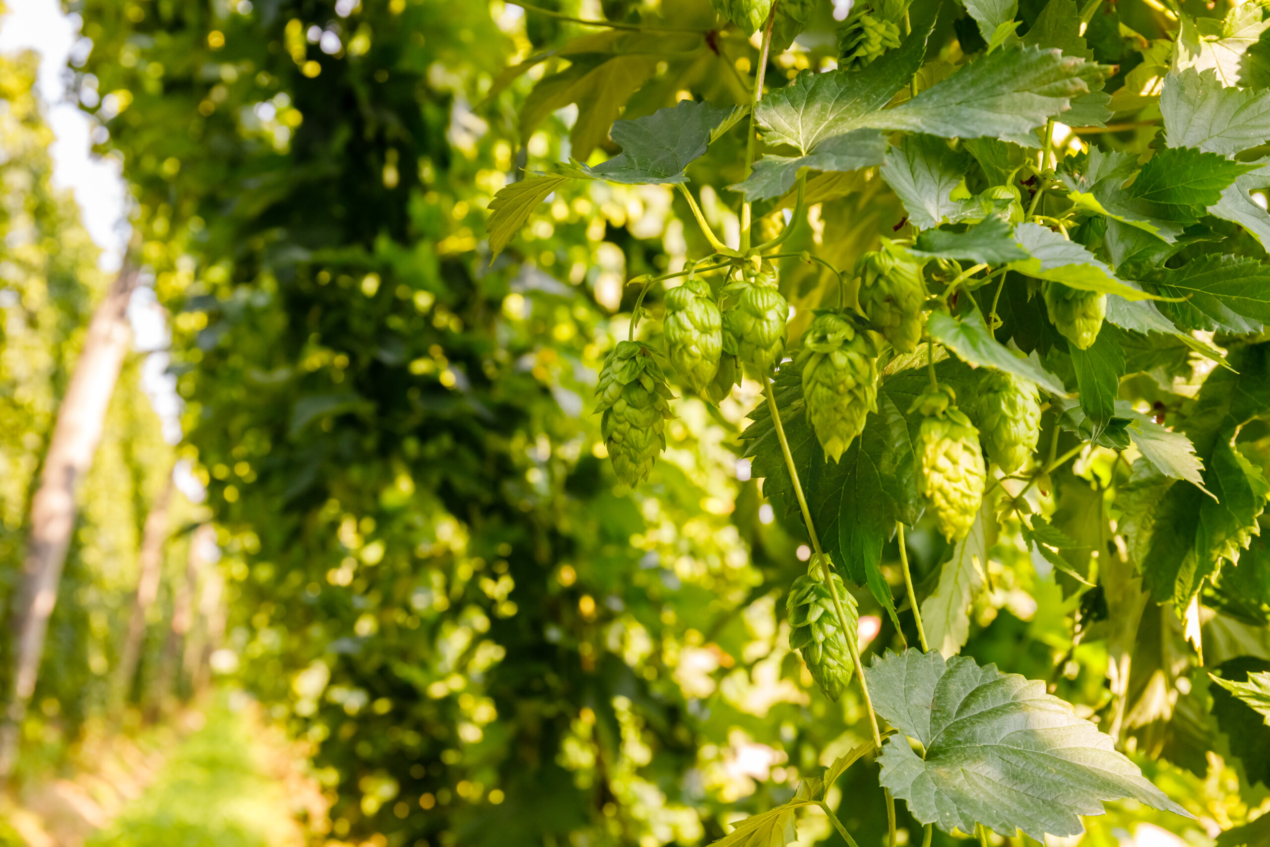 Apricot Aroma in Hop Varieties: Sniffing Out Nature's Beer Gift ...