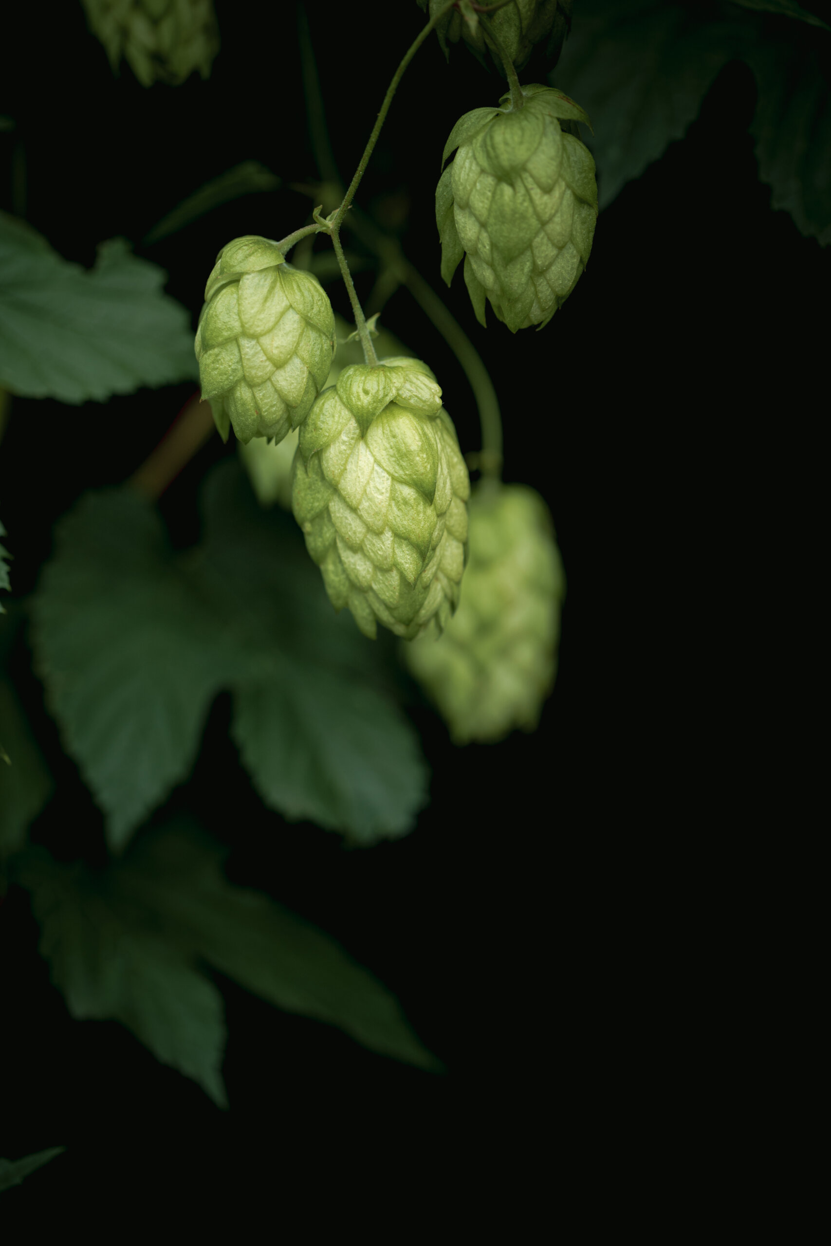 Lime Aroma in Hop Varieties: When Your Beer Smells Like a Mojito ...