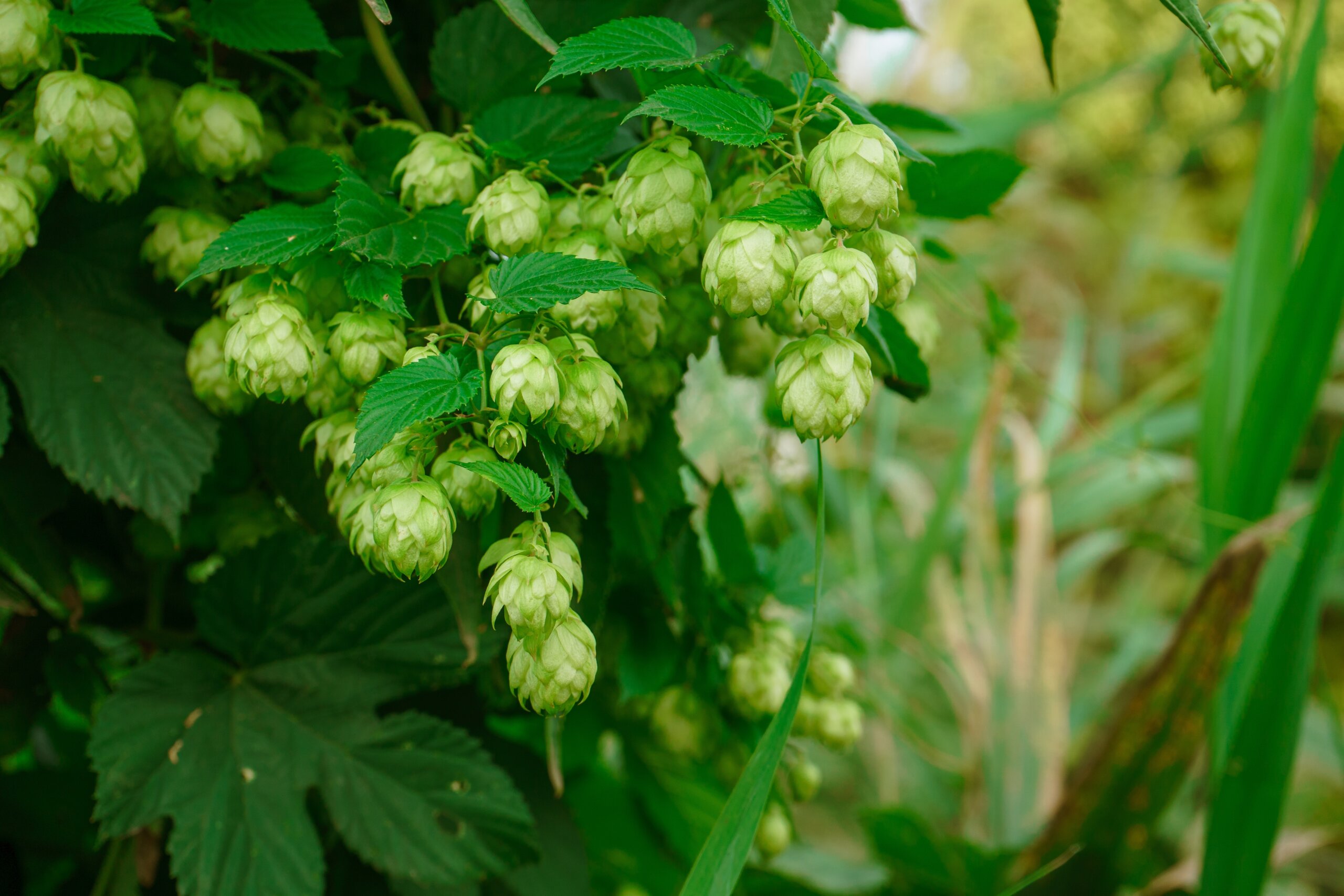Peach Aroma in Hop Varieties: Sniffing Out Nature's Fruity Prank ...