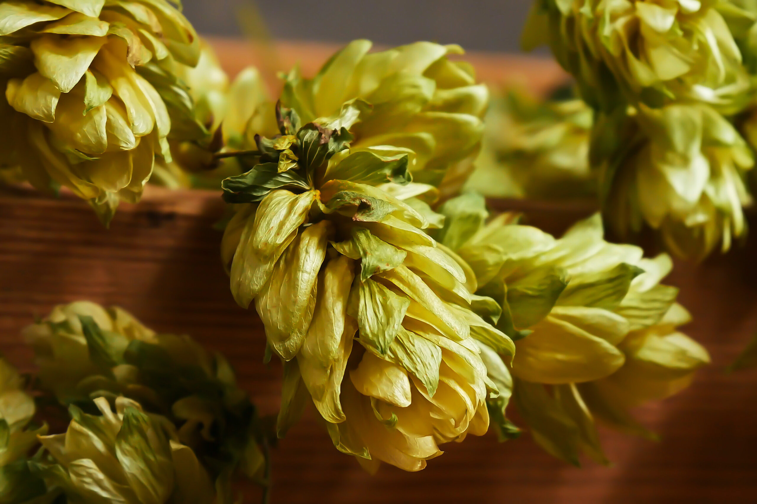 Negative Aroma in Hops: When Your Beer Smells Like Socks – Hopsmatcher